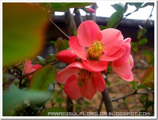 Paradisul Florilor: Anemone Rosii + Merisor